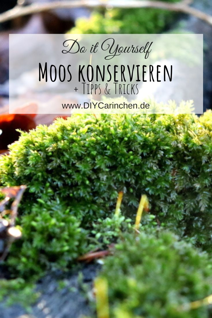 Tipps: Moos sammeln, konservieren / haltbar machen
